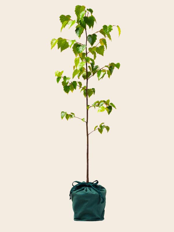 Memorial Tree Hamper | Planting a Tree in Memory | The Present Tree