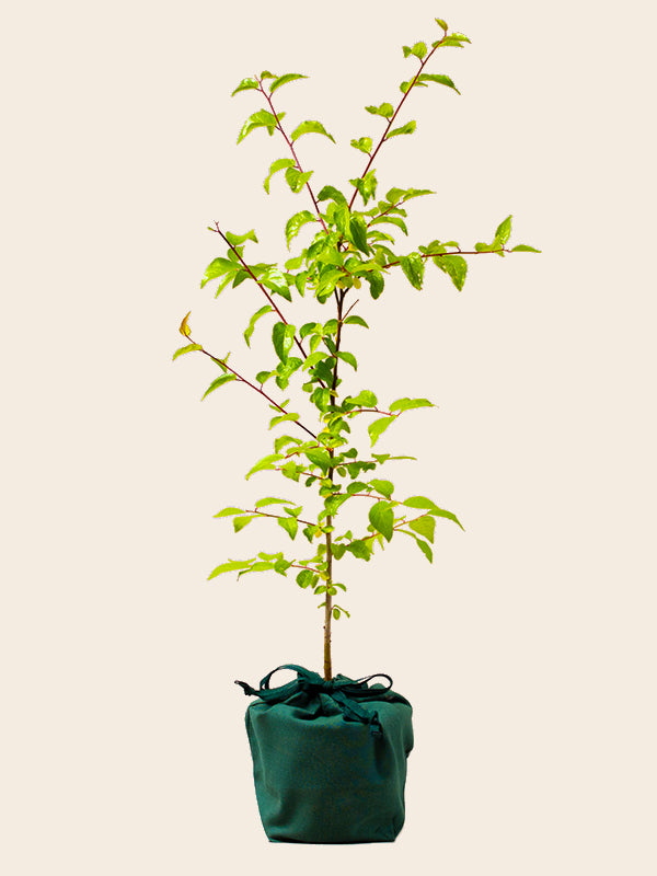 Wild Plum Tree Gift | Garden Gift Ideas | The Present Tree