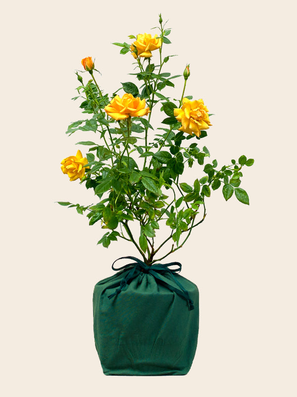 Memorial Tree Hamper | Planting a Tree in Memory | The Present Tree