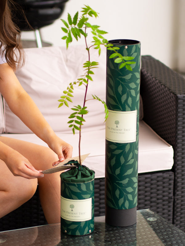 Memorial Tree Hamper | Planting a Tree in Memory | The Present Tree