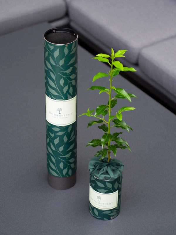 Cherry Tree Gift | Gardening Gifts | The Present Tree