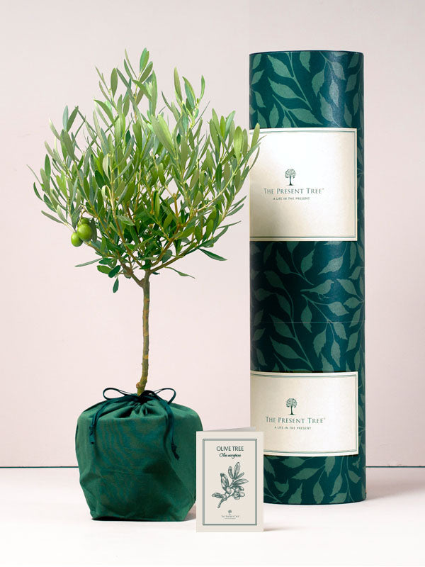 Olive Tree Gift | Trees Symbolising Friendship | The Present Tree