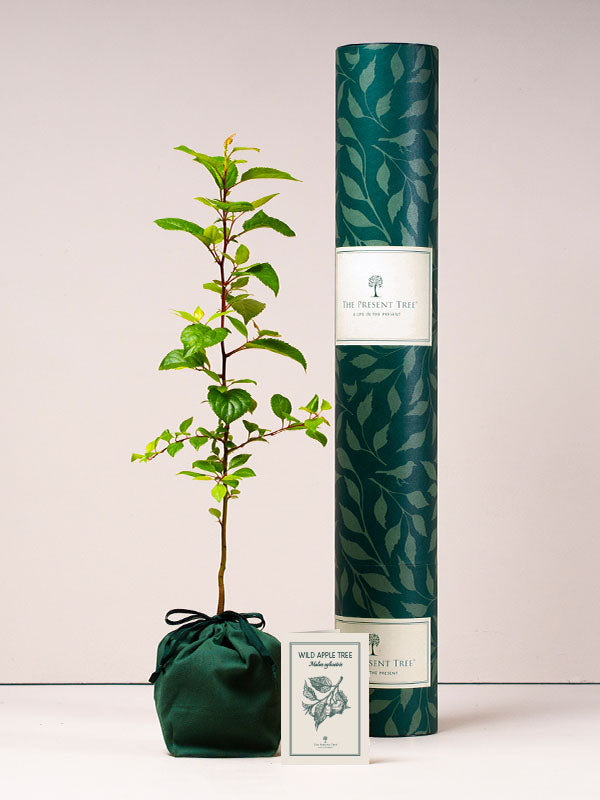 Wild Apple Tree Gift | Beautifully Wrapped | The Present Tree
