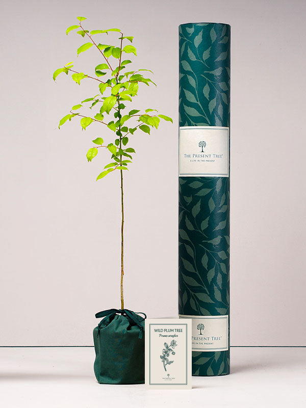 Wild Plum Tree Gift | Garden Gift Ideas | The Present Tree